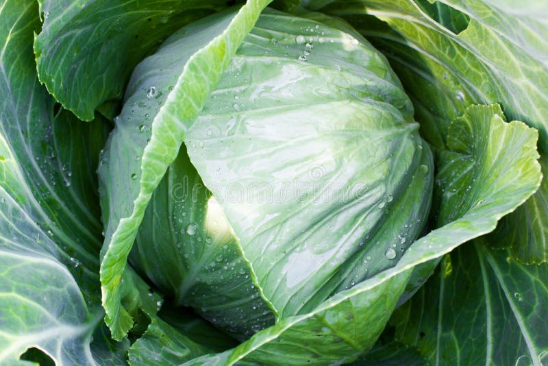 Cabbage leaves stock image. Image of cabbage, closeup - 101918843
