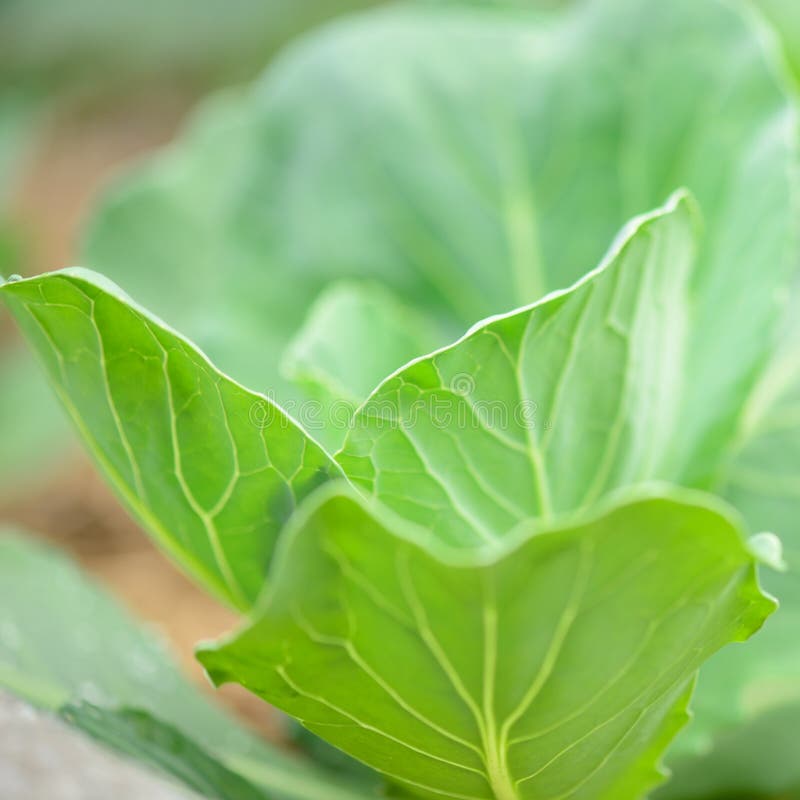 Cabbage leaves stock photo. Image of garden, spring, cabbage - 53928580