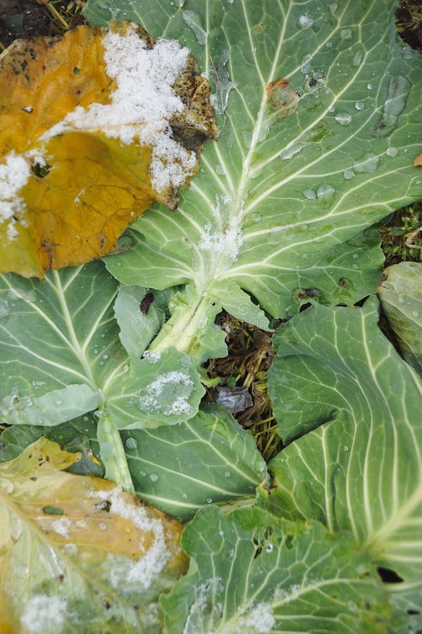 Cabbage leaves stock image. Image of macro, field, background - 103233843