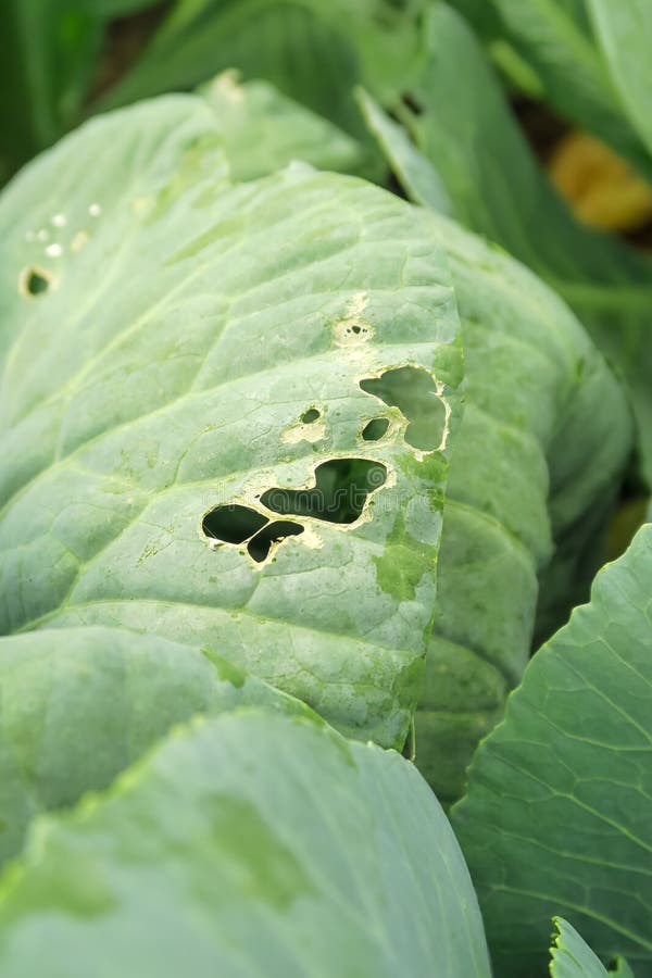 Cabbage Leaves Spoiled by Insects Stock Image - Image of caterpillar ...