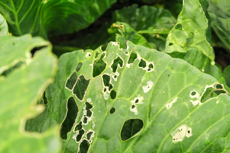 Cabbage Leaves Spoiled by Insects Stock Image - Image of cultivated ...