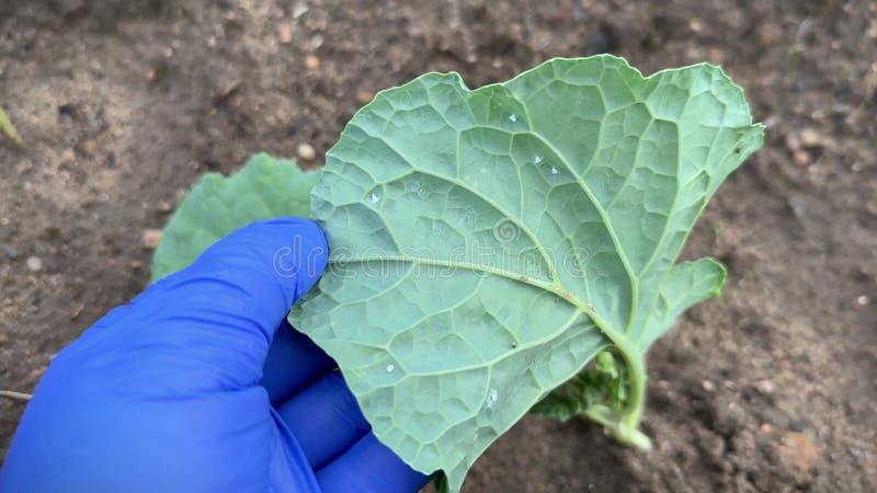 Cabbage Leaves Underside with Cabbage Whitefly or Aleyrodes Proletella ...