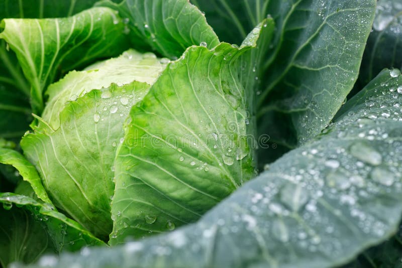 Cabbage Leaves with Water Drops Grow in the Garden Stock Image - Image ...