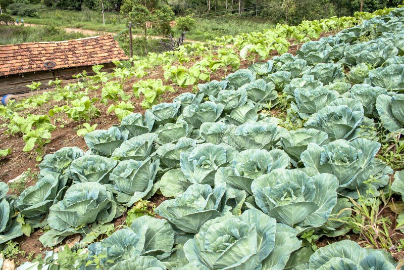 Cabbage and lettuce stock image. Image of eating, full - 110572407