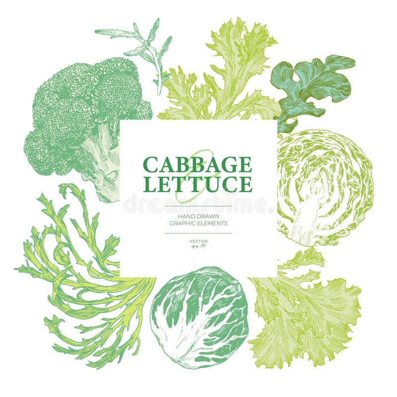 Cabbage Lettuce Engraving Square Banner Stock Vector - Illustration of ...