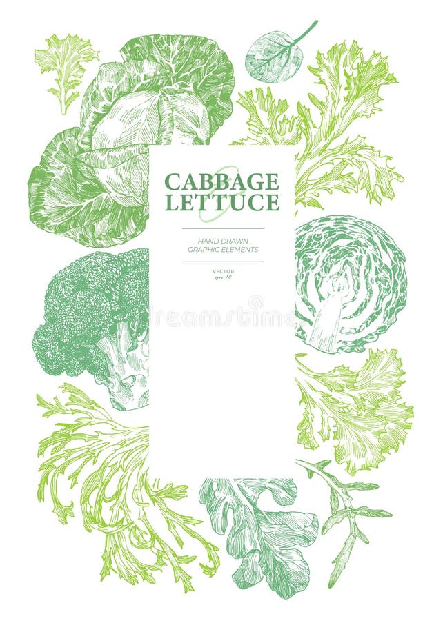 Cabbage Lettuce Engraving Vertical Banner Stock Vector - Illustration ...
