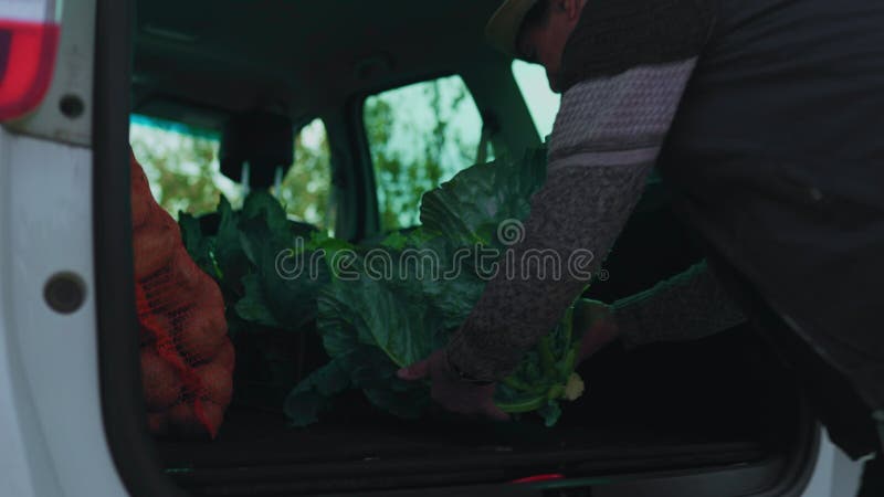 Seasonal Loading Senior Farmer in the Field, Loading Vehicle with ...