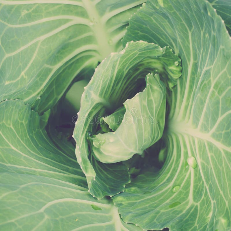 Cabbage Macro stock photo. Image of garden, plant, farm - 73561638