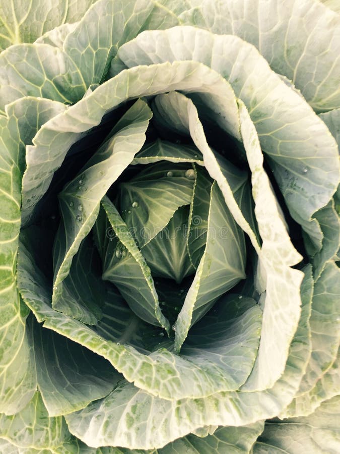 Cabbage stock image. Image of plan, macro, cabbage, detail - 50400631