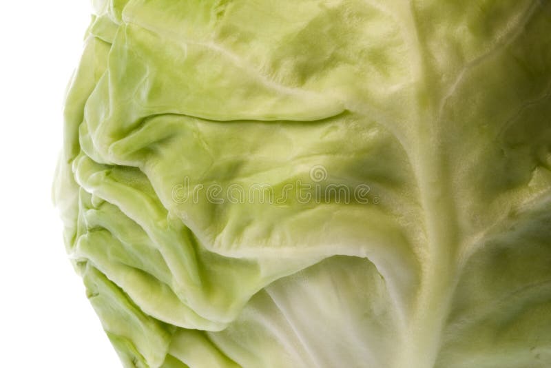 Cabbage Macro Isolated stock image. Image of food, green - 6264831