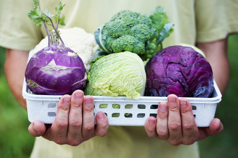 Cabbage at the man stock photo. Image of health, brussels - 75959232