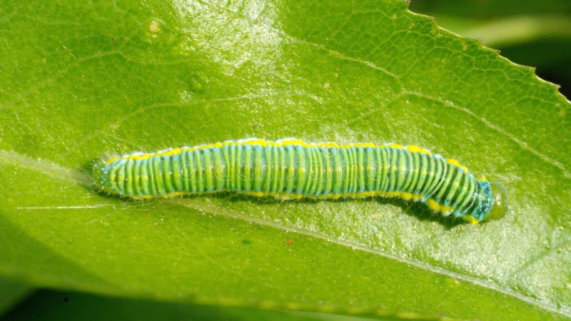 Cabbage moth caterpillar stock photo. Image of garden - 185259142