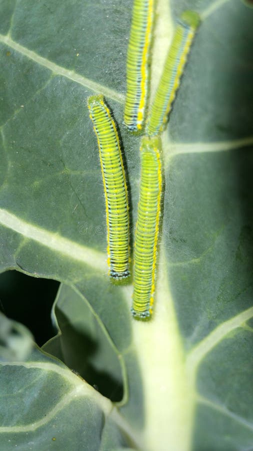 Cabbage moth caterpillars stock image. Image of ecuador - 174164409