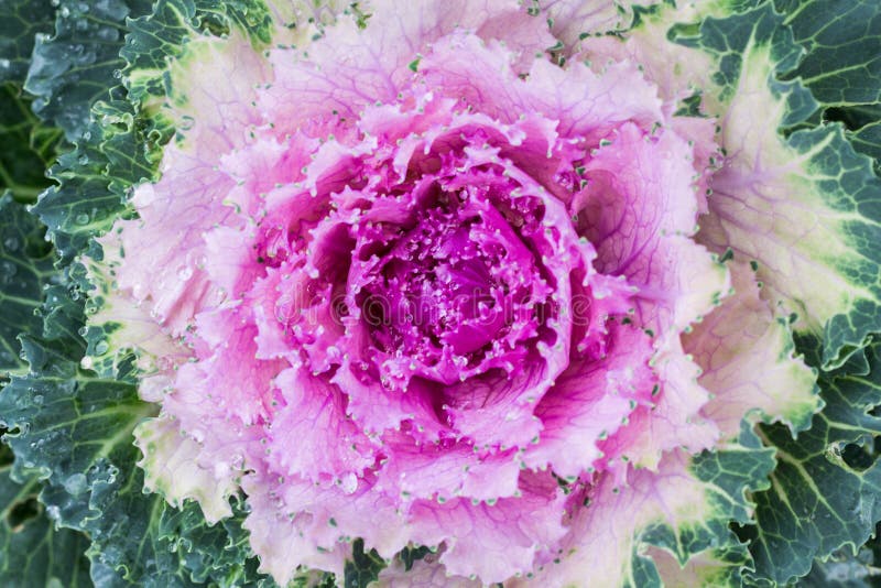 Cabbage stock photo. Image of drop, vegetable, life, food - 89979196