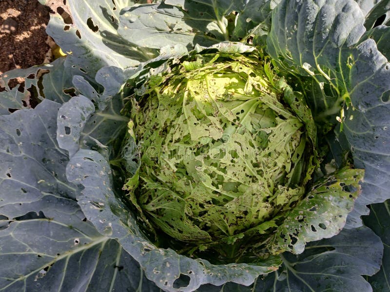 Cabbage that is Not Looked after is Eaten by Caterpillars and Nests ...