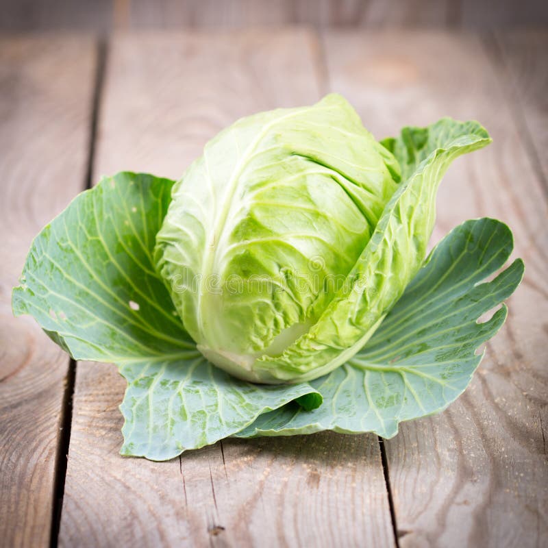 Cabbage stock photo. Image of isolated, garden, close - 42940512