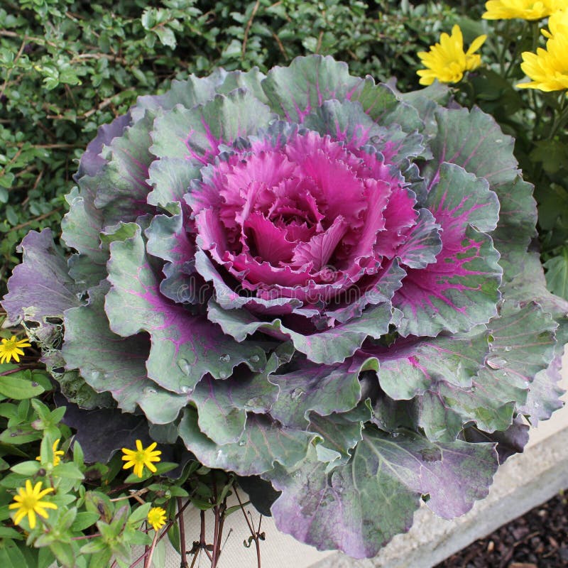 Cabbage, Ornamental, Flower, Purple Stock Photo - Image of bloom, farm ...
