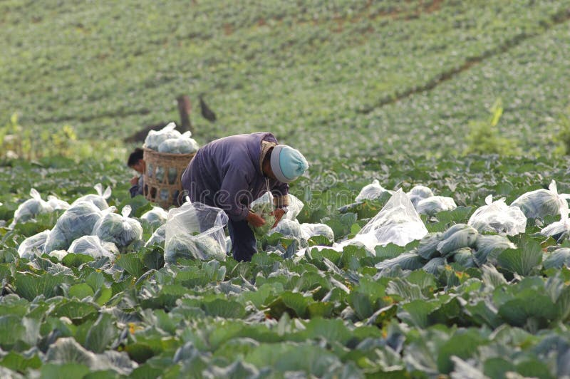 Cabbage package stock image. Image of horticulture, diet - 3126969