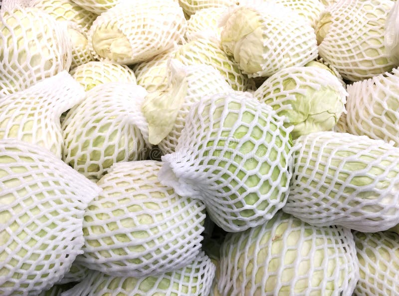 Cabbage stock photo. Image of cabbage, agriculture, plant - 155196616