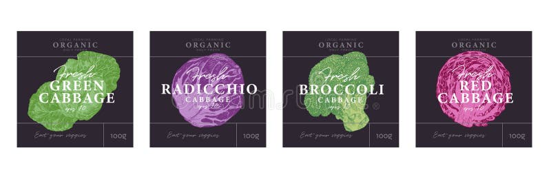 Cabbage Packaging Design Template on Dark Stock Vector - Illustration ...