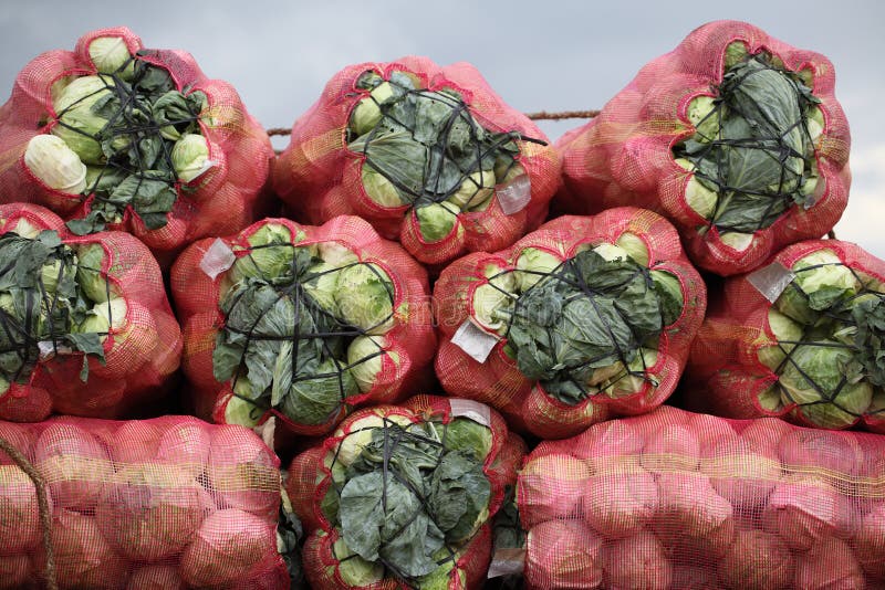 Cabbage Packed for Transportation Stock Image - Image of food, green ...