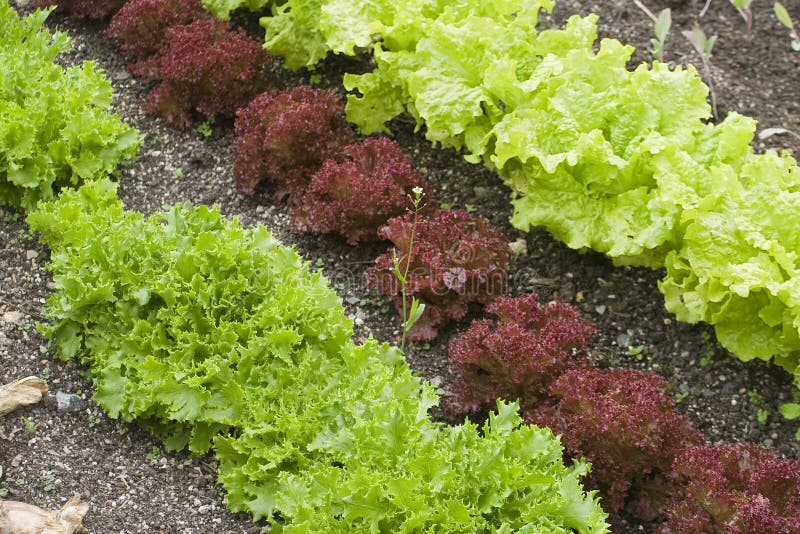 Cabbage patch stock image. Image of vegetable, produce - 12583537