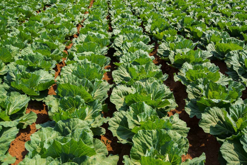 Rows of cabbage on a field stock image. Image of herbs - 28990999
