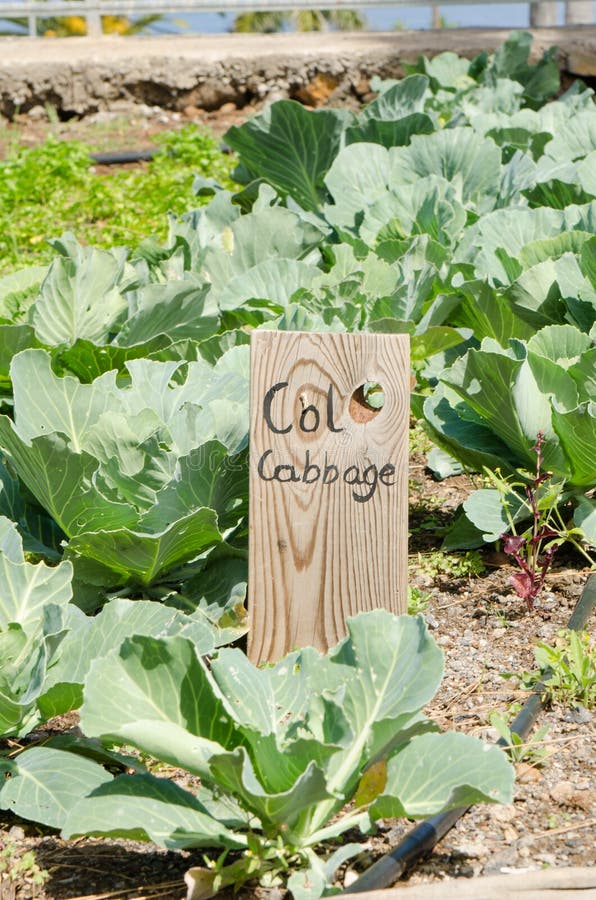 Cabbage patch. stock image. Image of land, crop, countryside - 71080867