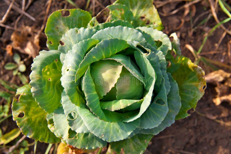 Cabbage after pests stock image. Image of plant, head - 48492379