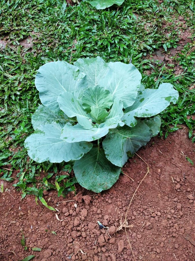 The Cabbage Plant Being Planted Stock Image - Image of wing, flight ...