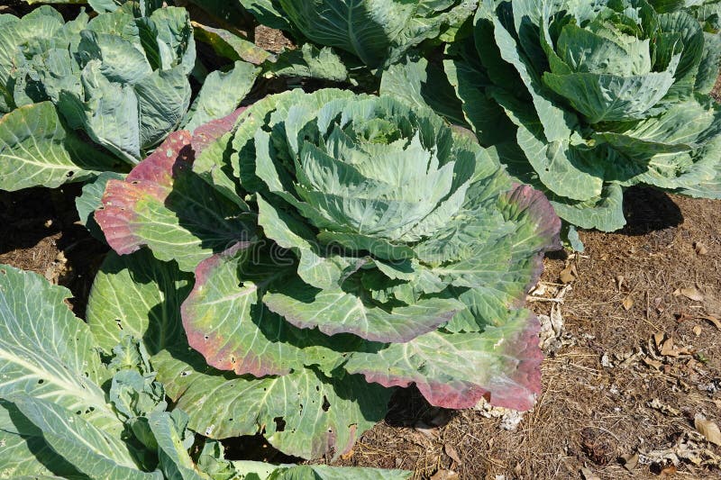 Cabbage Plant with Reddish Outer Leaves in a Garden Stock Image - Image ...