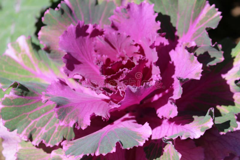 Purple Cabbage Plant stock image. Image of nature, vegan - 113160993