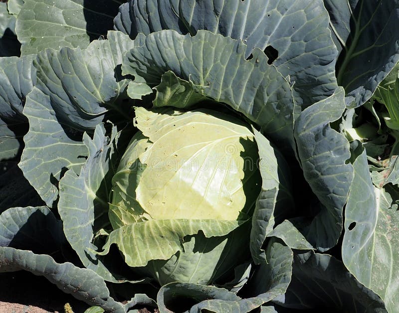 Cabbage Plant with Large Cabbage Stock Photo - Image of garden ...