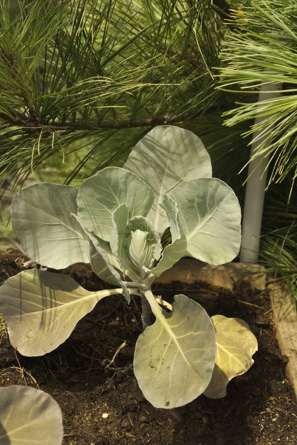 Cabbage stock image. Image of cabbage, leaves, grown - 59223231