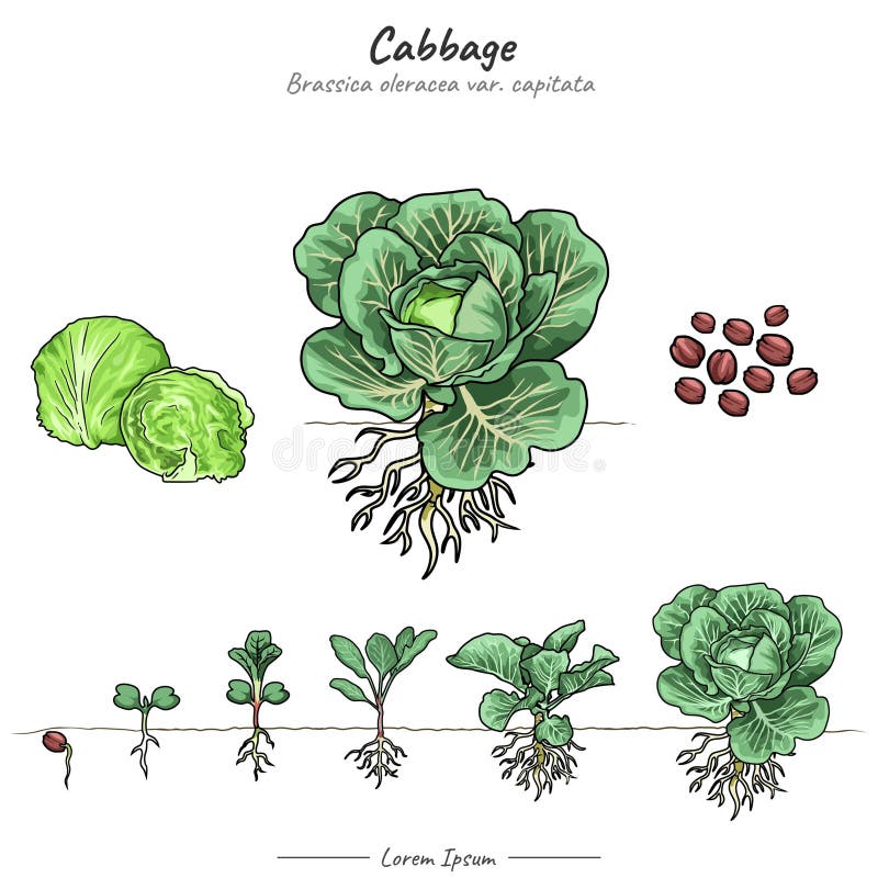 Cabbage Illustrations Set Collection Stock Vector - Illustration of ...