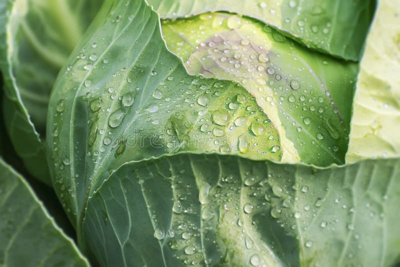 Cabbage Plant Single in the Garden with Natural Water Drops Stock Image ...