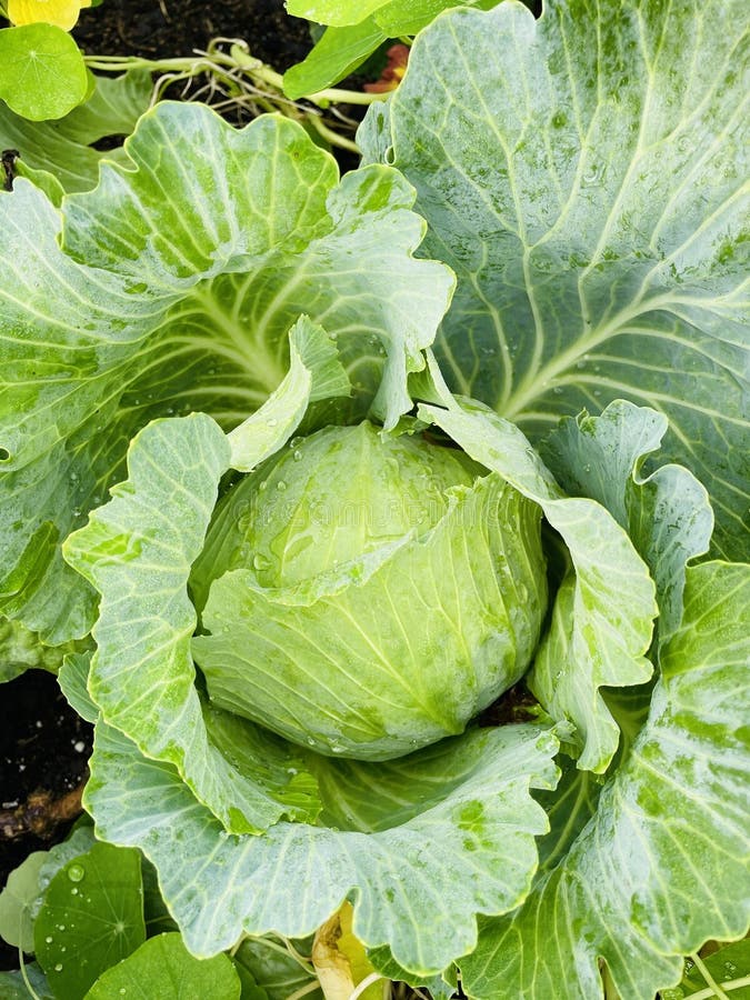 A Cabbage Plant with Water Drops on the Cabbage Head Stock Photo ...