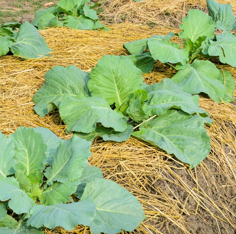 Cabbage plantation stock photo. Image of straw, green - 38709524