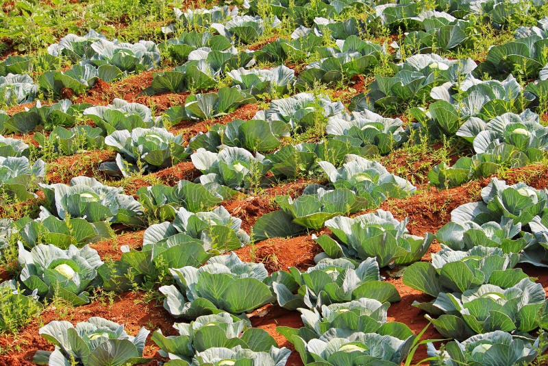 Cabbage Plantations Grow In The Field. Vegetable Rows. Farming ...