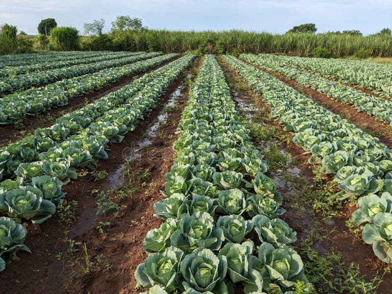 Cabbage plantation plot stock image. Image of plant - 269757769