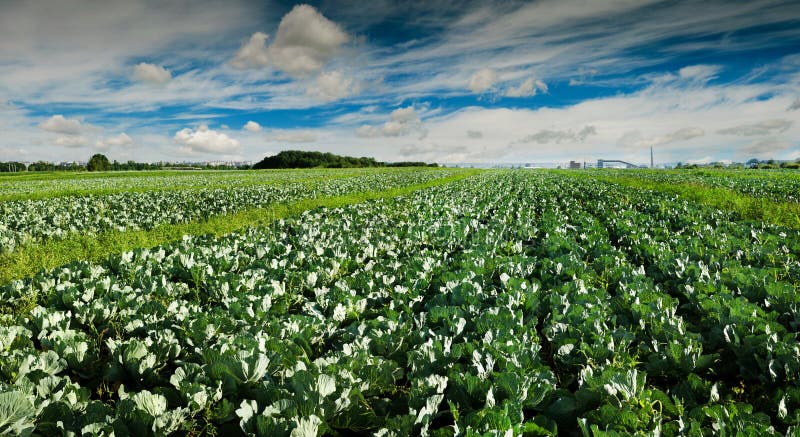 Cabbage Plantation, Rows in the Field Stock Image - Image of vegetable ...