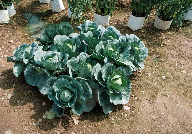 Cabbage Plantation Using Modern Technology in Horticulture University ...