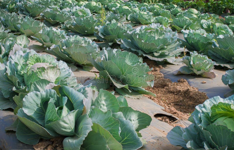 Cabbage Plantation Using Modern Technology in Horticulture University ...