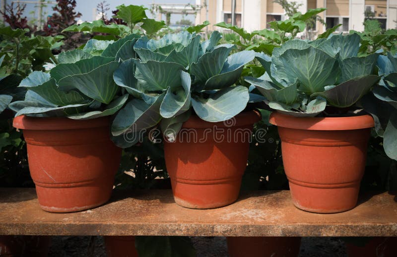 Cabbage Plantation Using Modern Technology in Pot Stock Image - Image ...