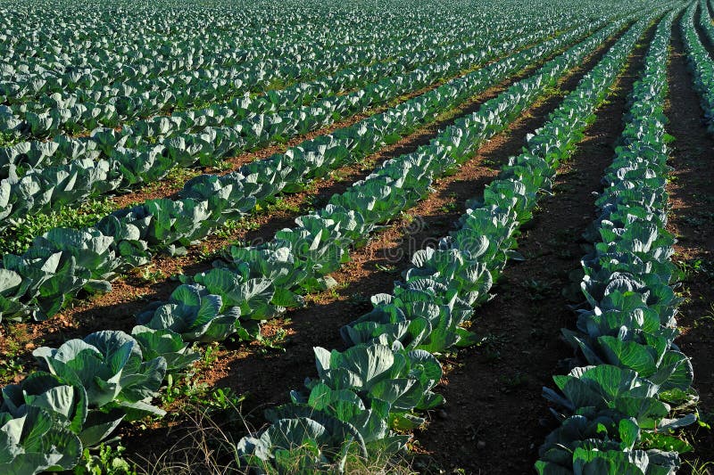 Cabbage plantation sunrise stock image. Image of leaves - 16235675