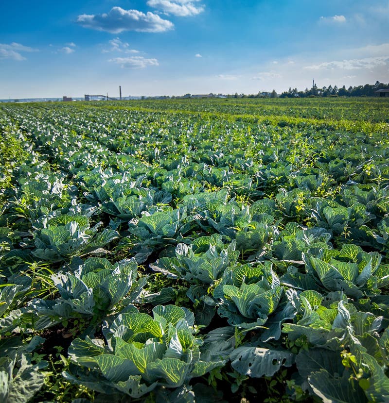 Cabbage, Agriculture Landscape with Beautiful Blue Sky Stock Image ...