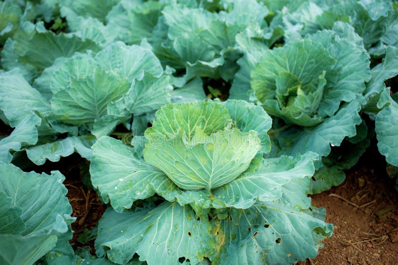 Cabbage on planted stock photo. Image of growing, freshness - 221775658