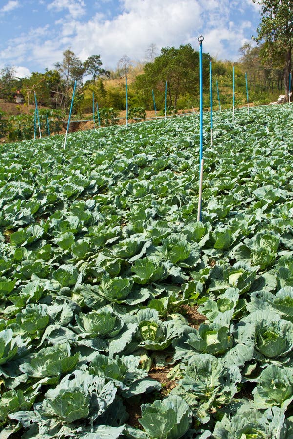 Cabbage planting stock image. Image of kale, cook, green - 23514881