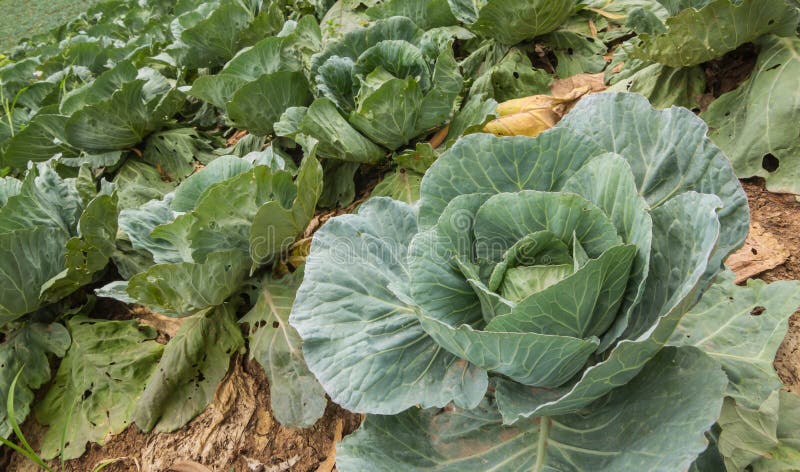 Cabbage planting stock image. Image of field, asean - 135694209