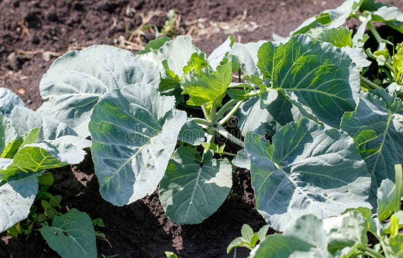 Cabbage Plants in the Ground in the Garden Stock Photo - Image of ...